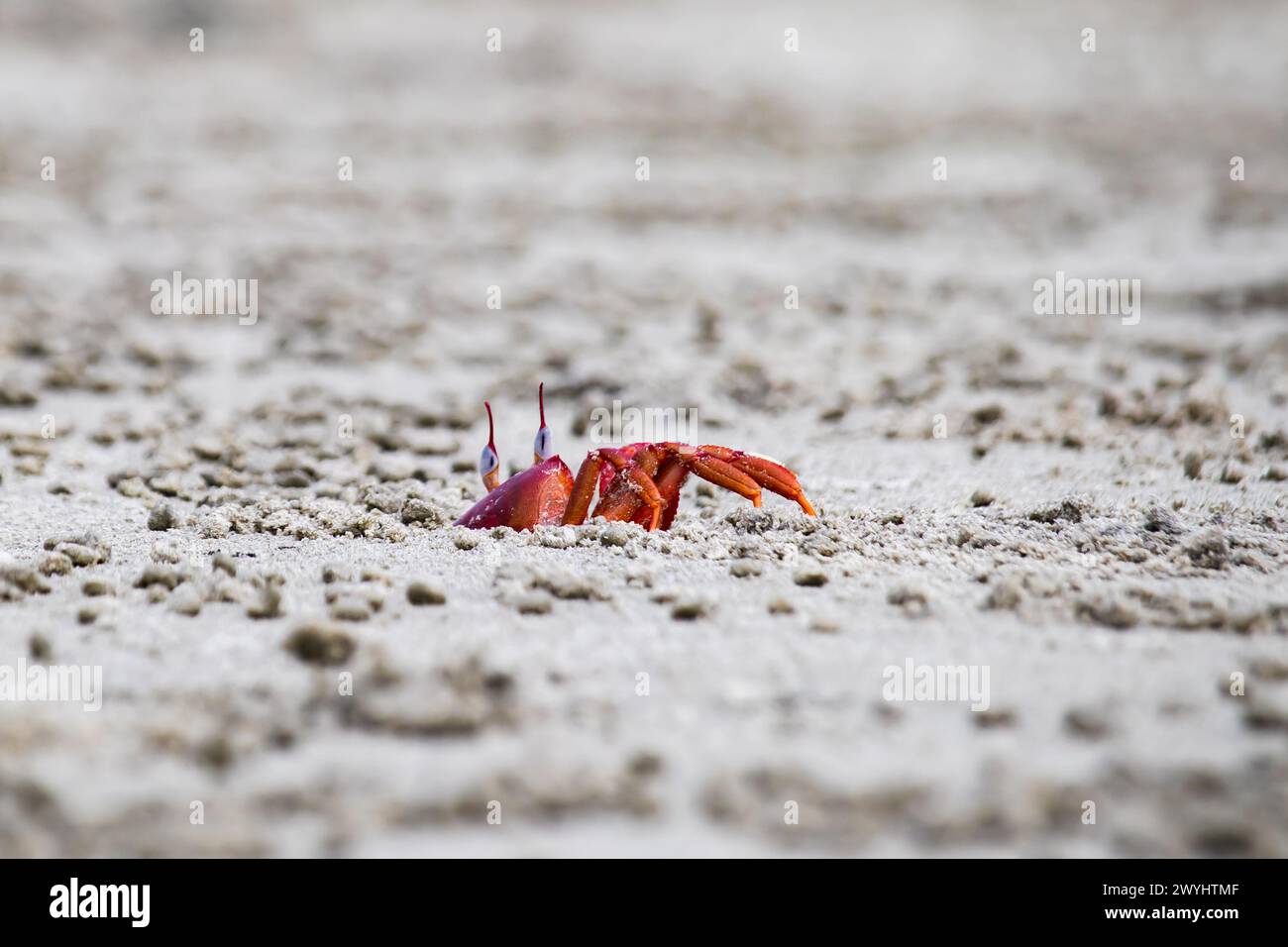 Red ghost crab or ocypode macrocera peeping out of its sandy burrow ...