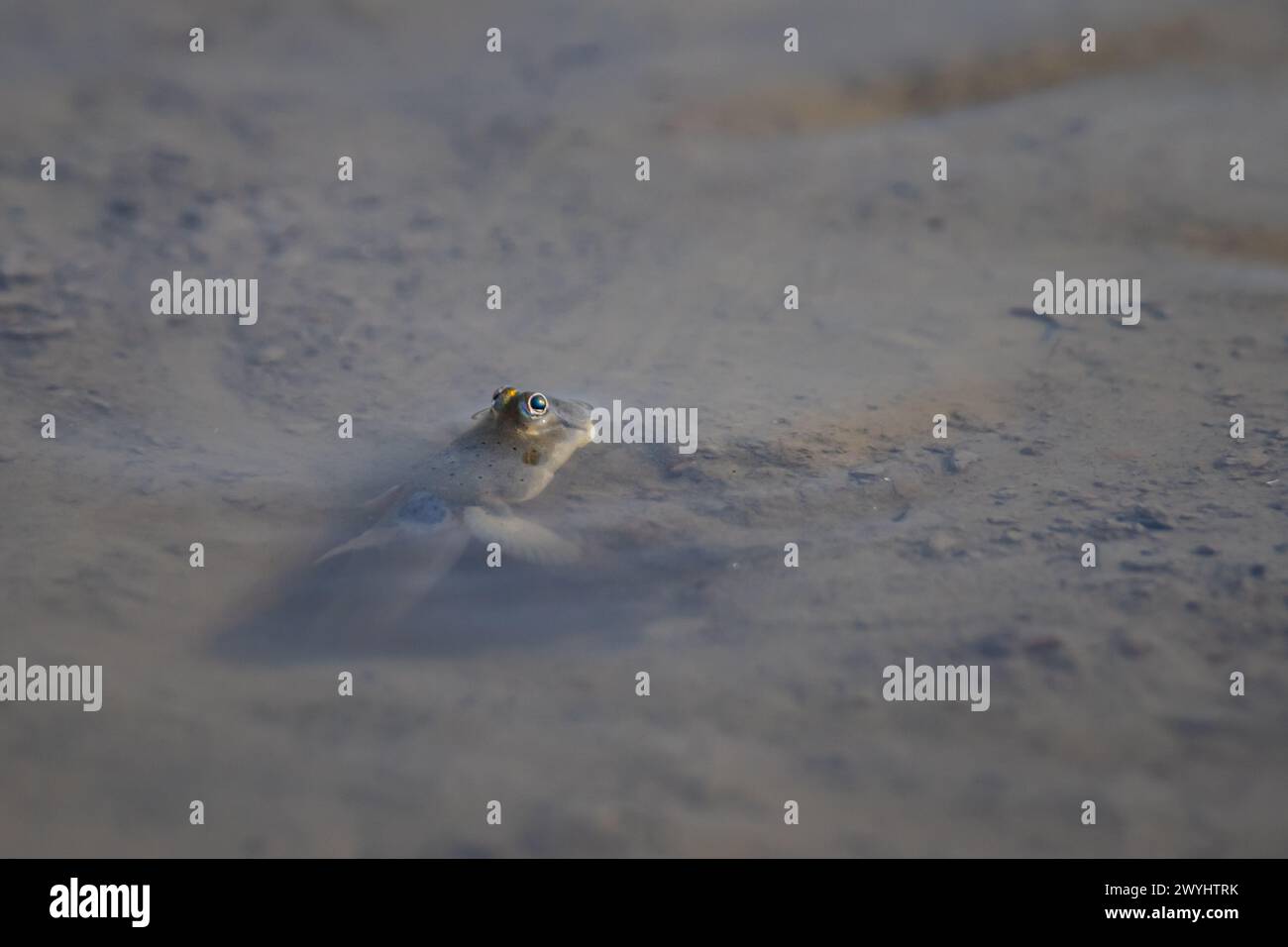 Mudskipper peeping from burrow hole with its eyes out of water. This ...