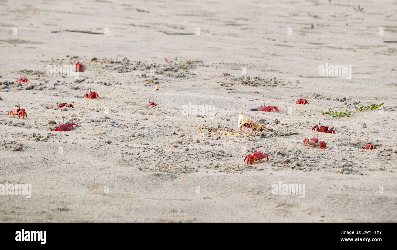 Red ghost crabs or ocypode macrocera coming out of its sandy burrows to ...