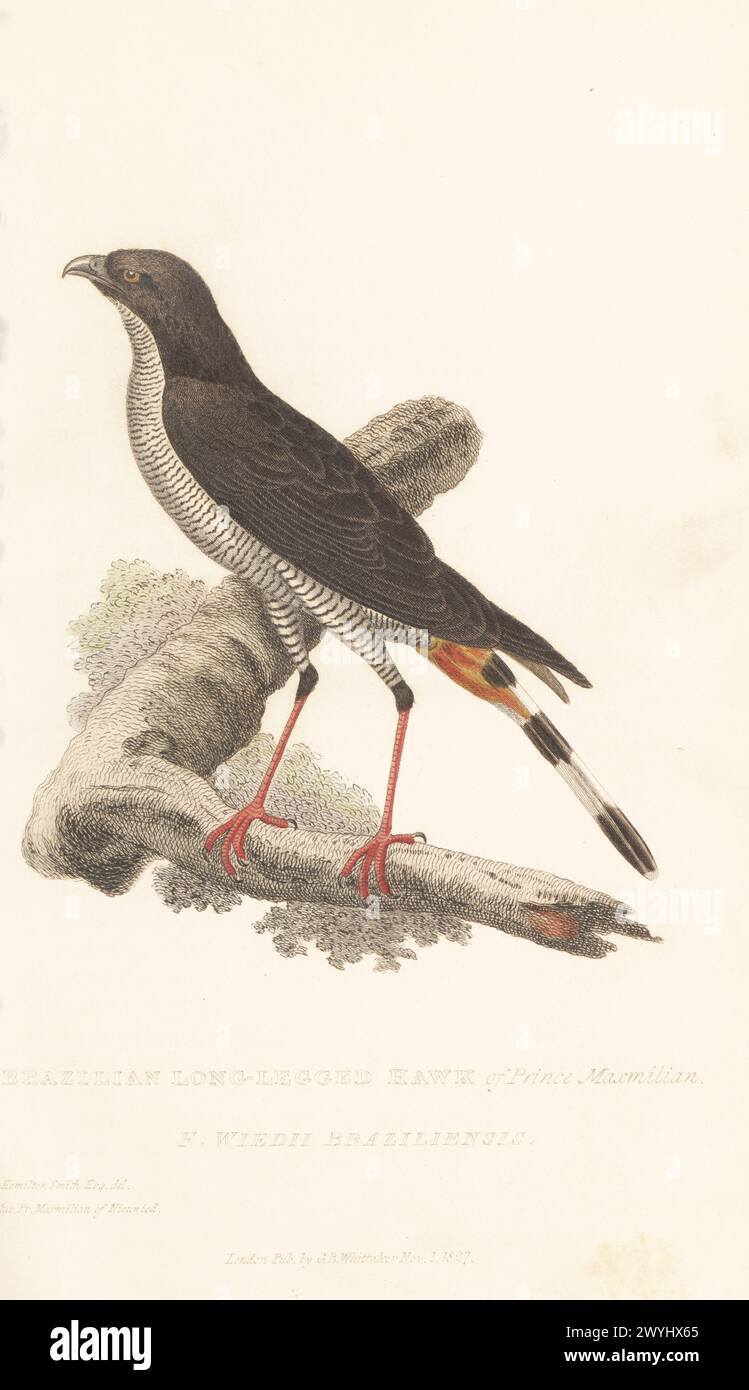 Crane hawk, Geranospiza caerulescens gracilis. Brazilian long-legged ...