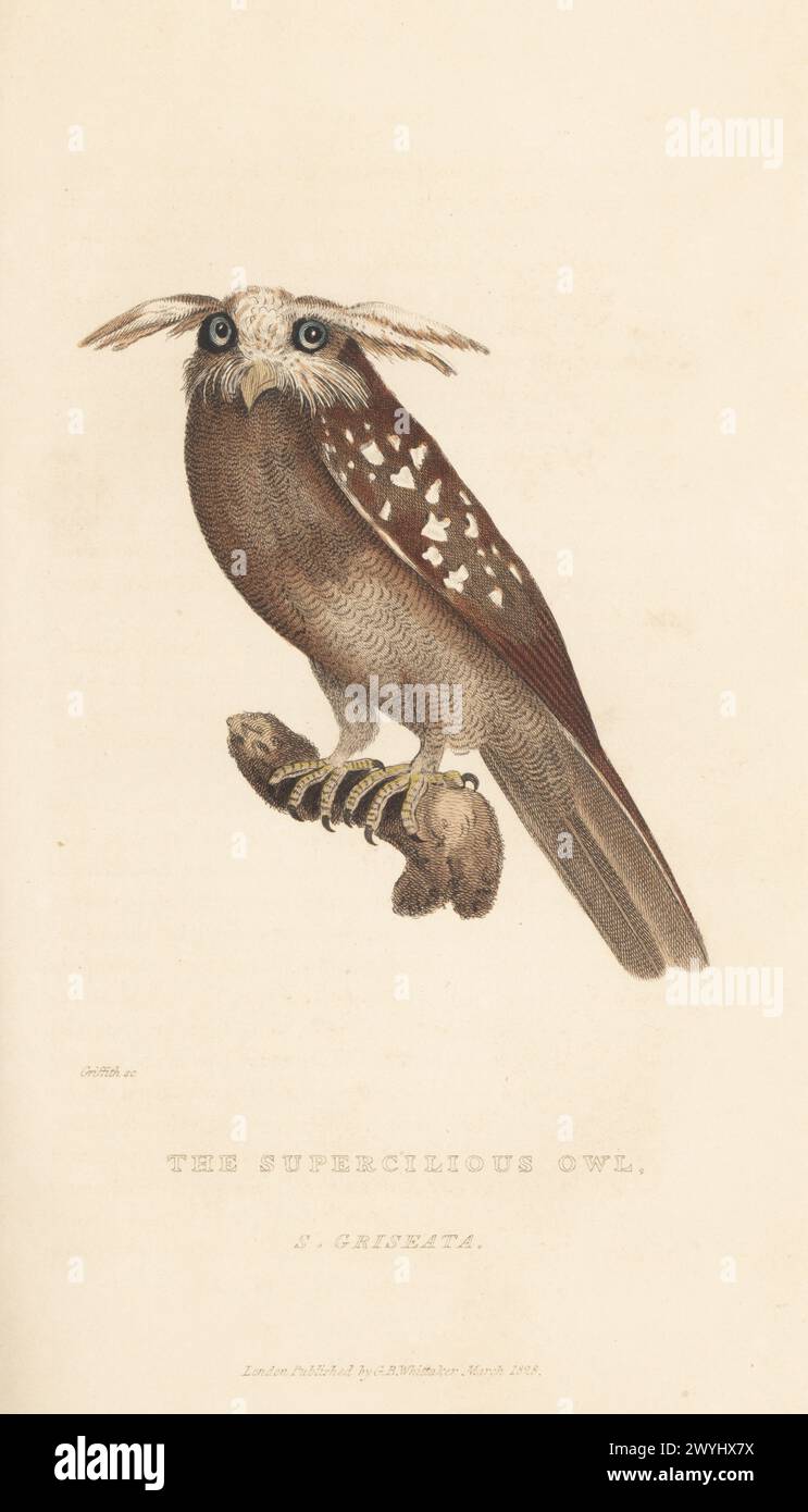 Strix griseata hi-res stock photography and images - Alamy