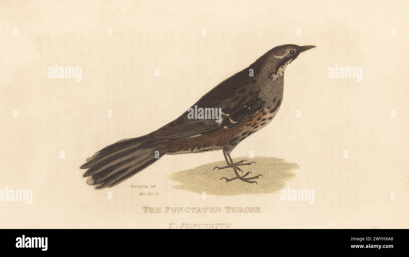 Spotted quail-thrush, Cinclosoma punctatum. Native to New Holland ...