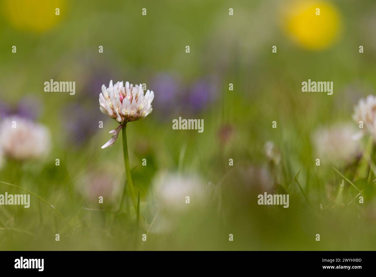 Wildflower clover hi-res stock photography and images - Alamy
