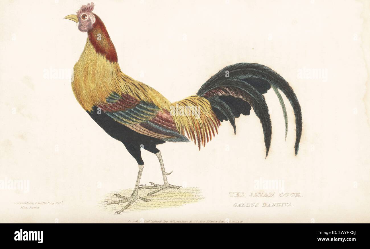 Red junglefowl, bankiva fowl, Gallus gallus bankiva, native to Bali and ...