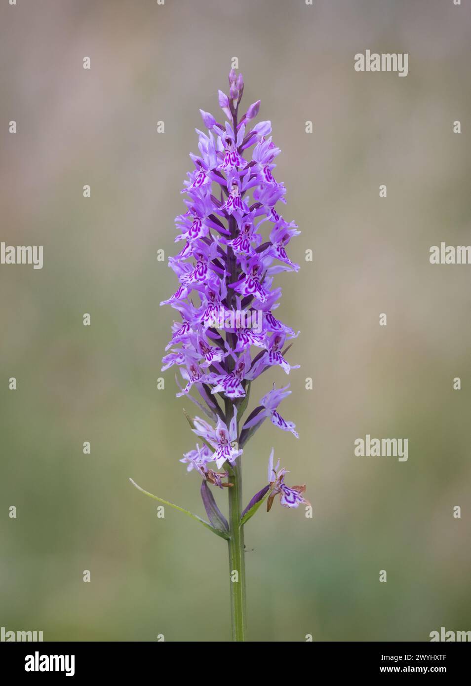 common spotted orchid in uk garden Stock Photo - Alamy