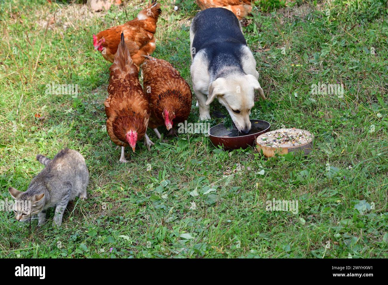 Domestic pets eating together in the village farm as best friends Stock ...