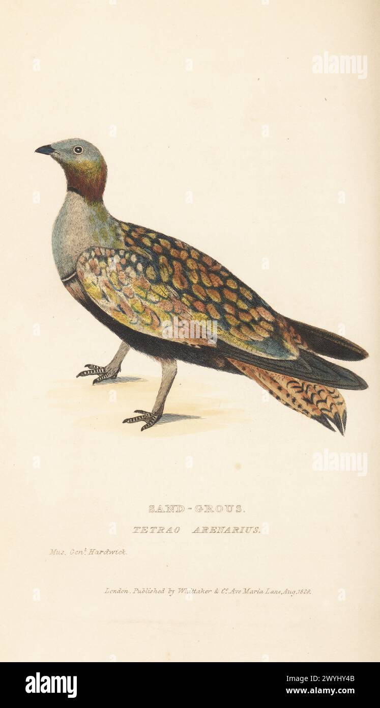 Black-bellied sandgrouse, Pterocles orientalis arenarius. Sand-grous ...