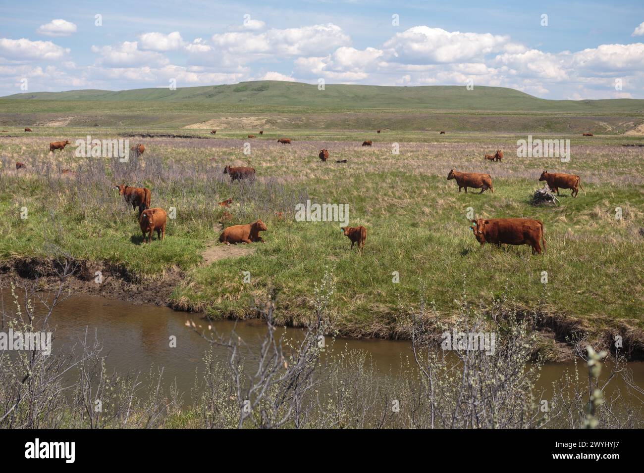 Cows grazing on ranch land next to Stimson Creek, in the southern ...