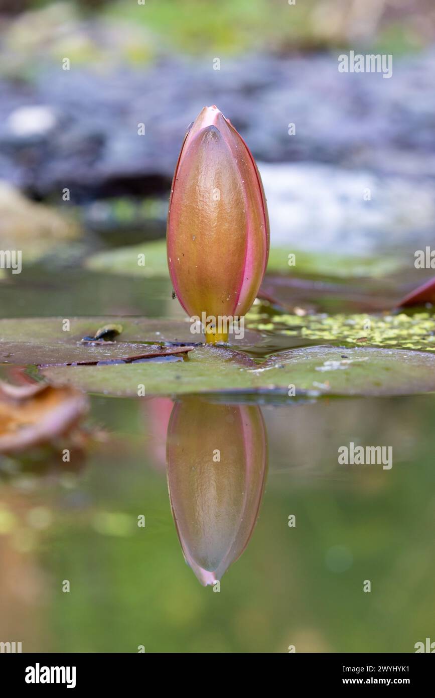 Water Lily flower bud on garden pond Stock Photo - Alamy