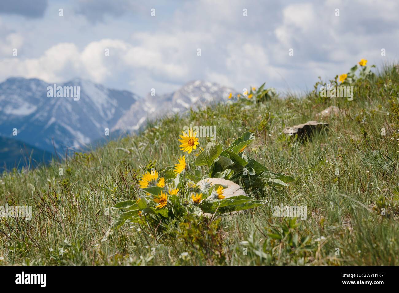 Balsamroot growing on the prairie foothills of Bob Creek Wildland on ...