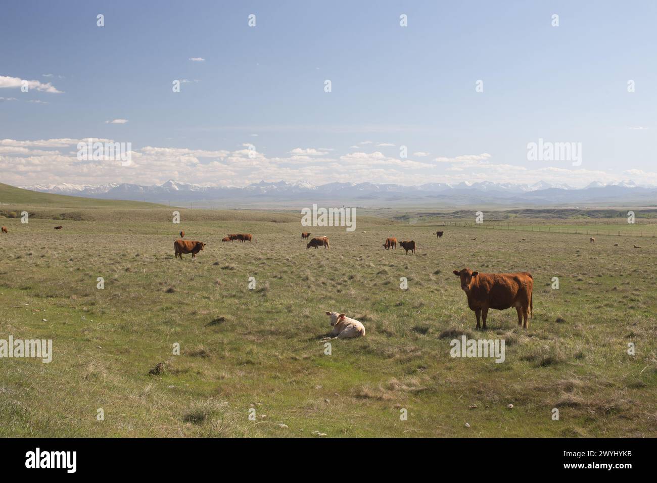 Cattle grazing on native grasses in southern Alberta ranchland ...