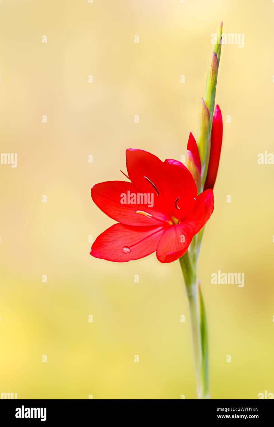 Crimson Flag lily [ Hesperantha coccinea ] flower in margin of garden ...
