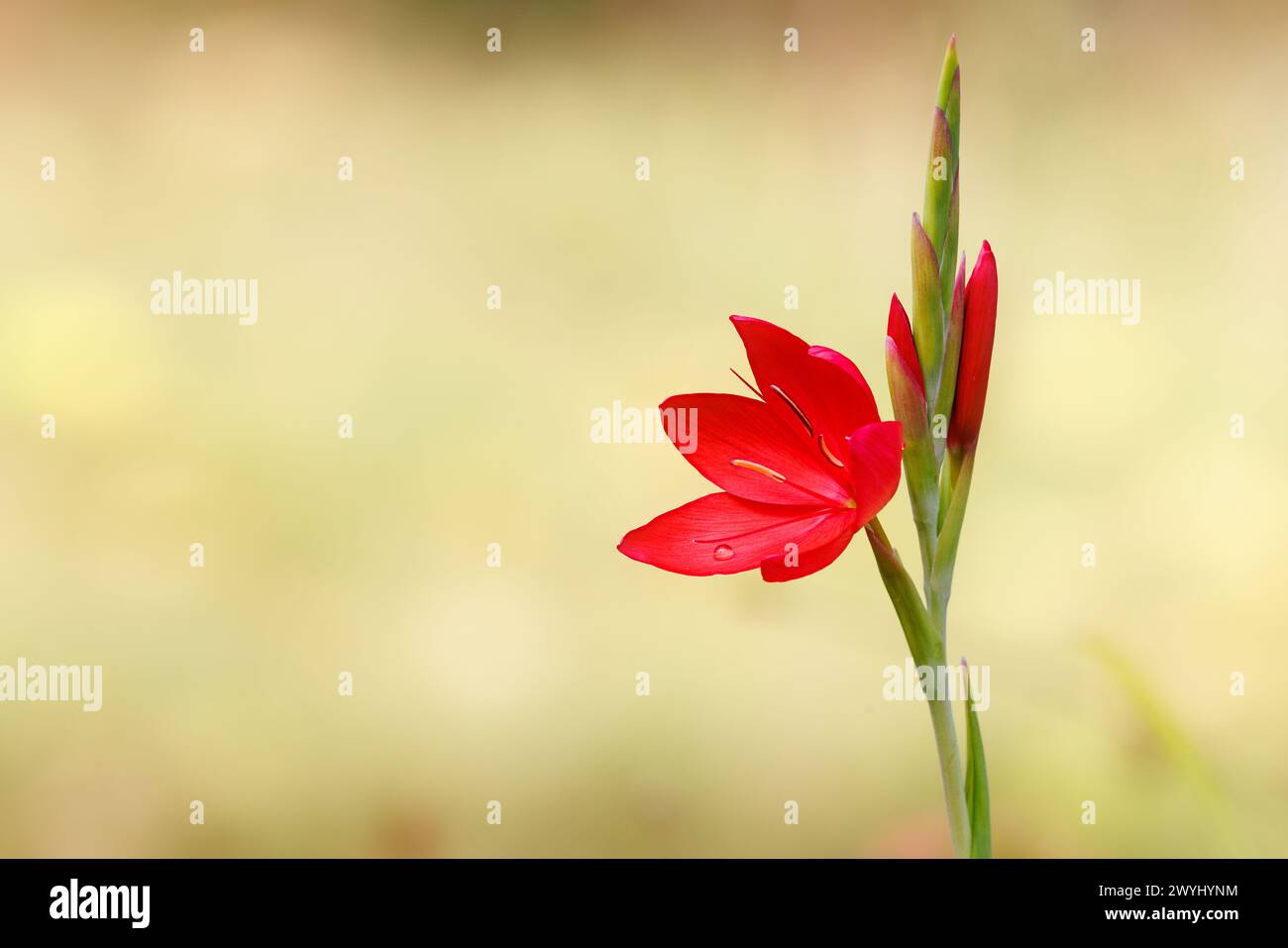 Crimson Flag lily [ Hesperantha coccinea ] flower in margin of garden ...