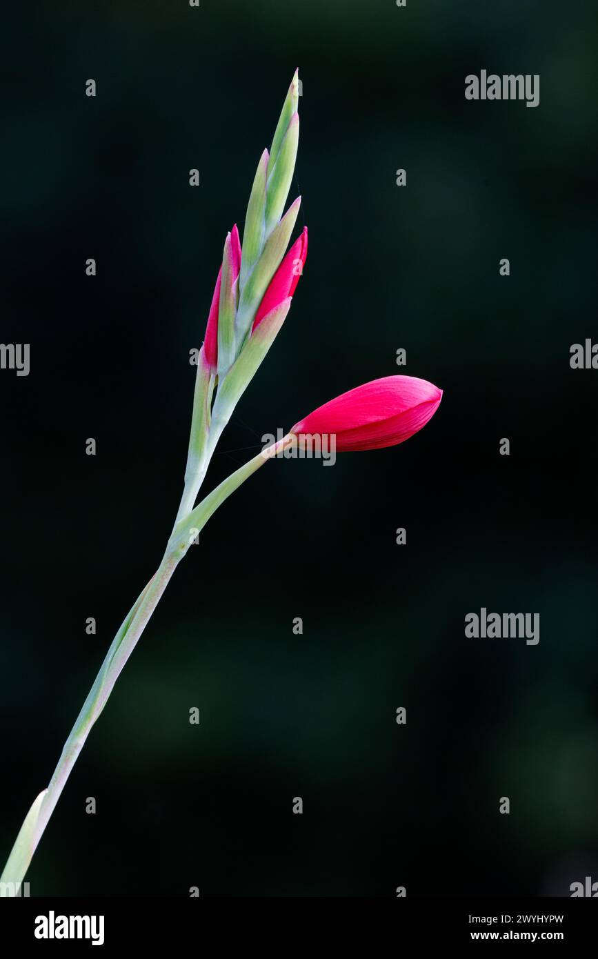 Crimson Flag lily [ Hesperantha coccinea ]unopened flower in margin of ...