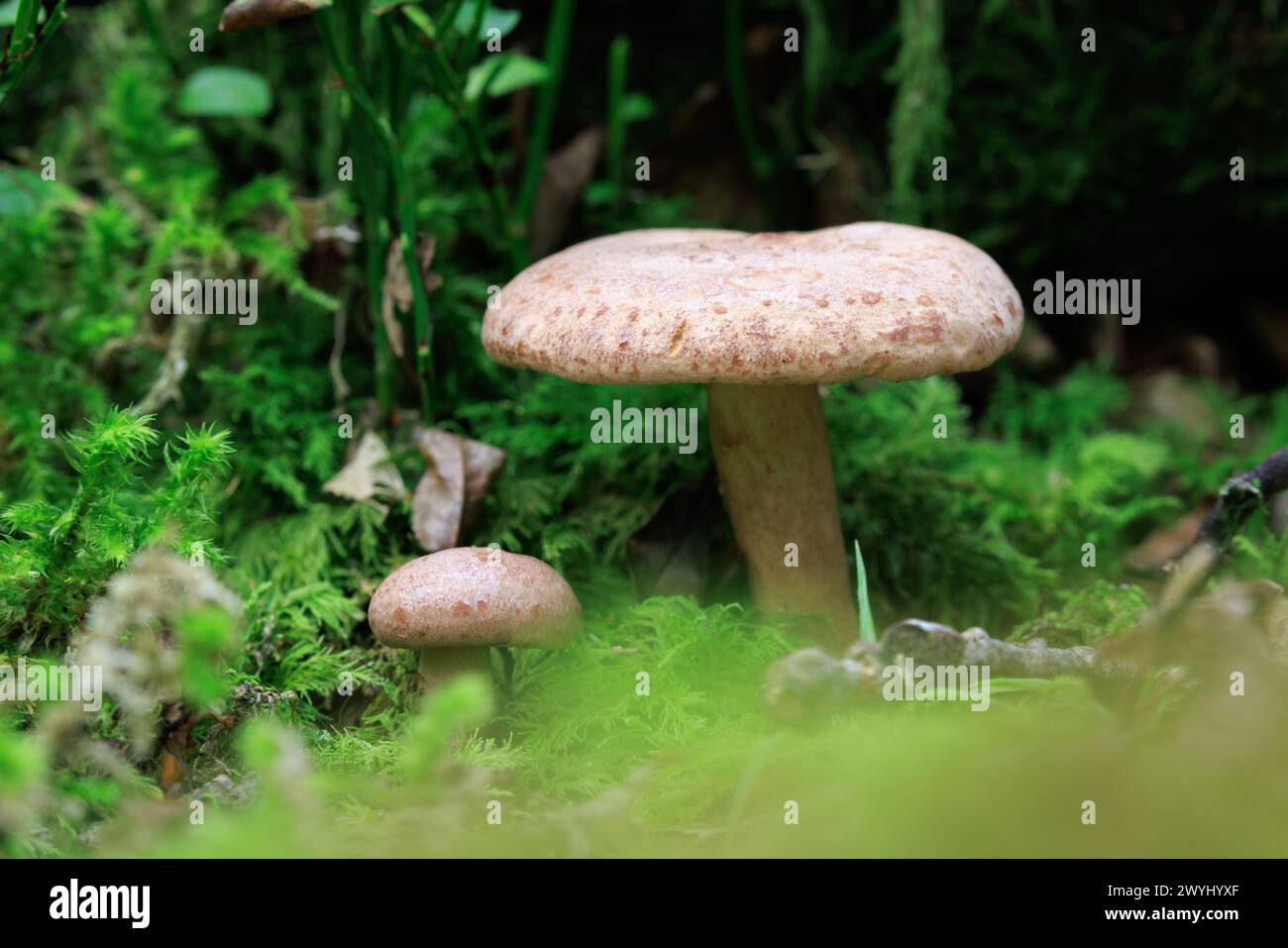 Large woodland mushroom Stock Photo - Alamy