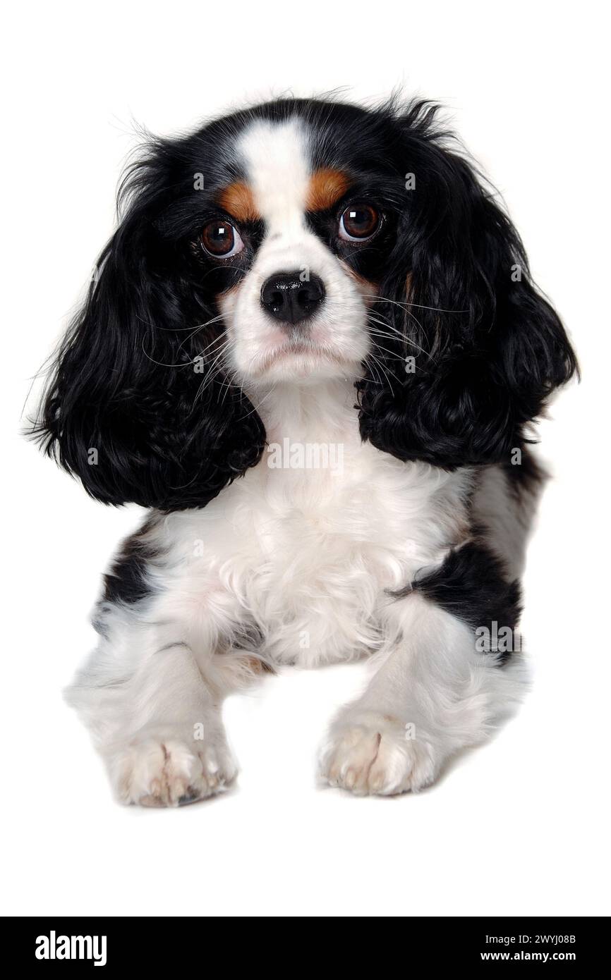 Sad Cavalier King Charles Spaniel dog resting on a white background ...