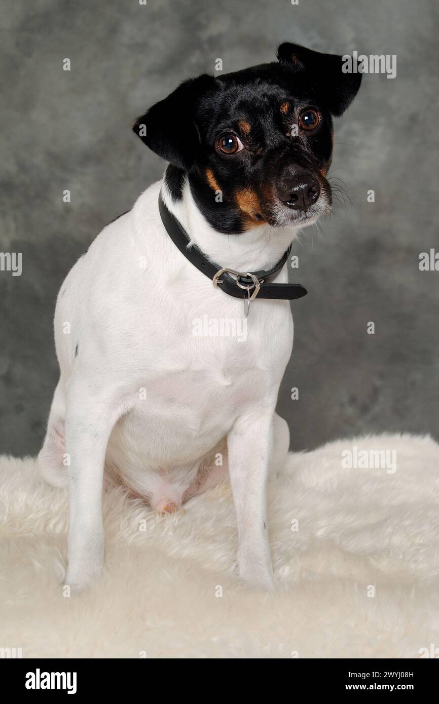 Sad Danish Swedish farm dog sitting Stock Photo - Alamy