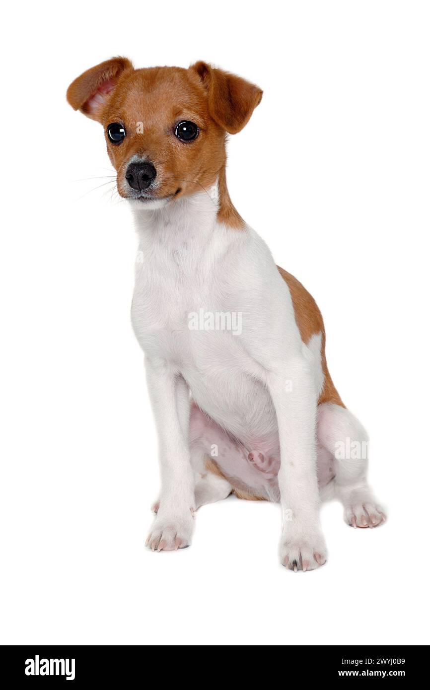 Happy Jack Russell-terrier dog isolated on a white background Stock ...