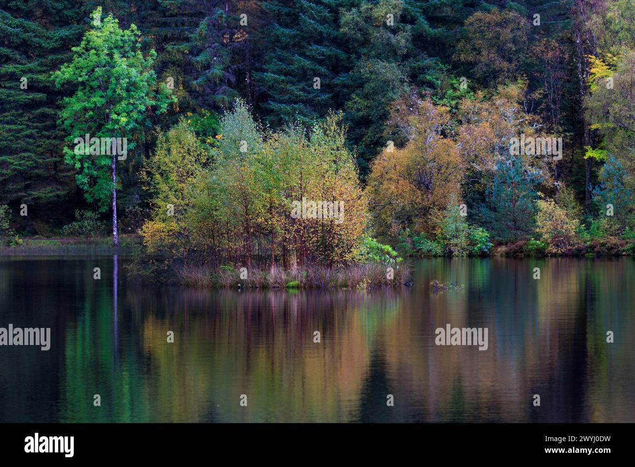Scottish woodlands hi-res stock photography and images - Alamy