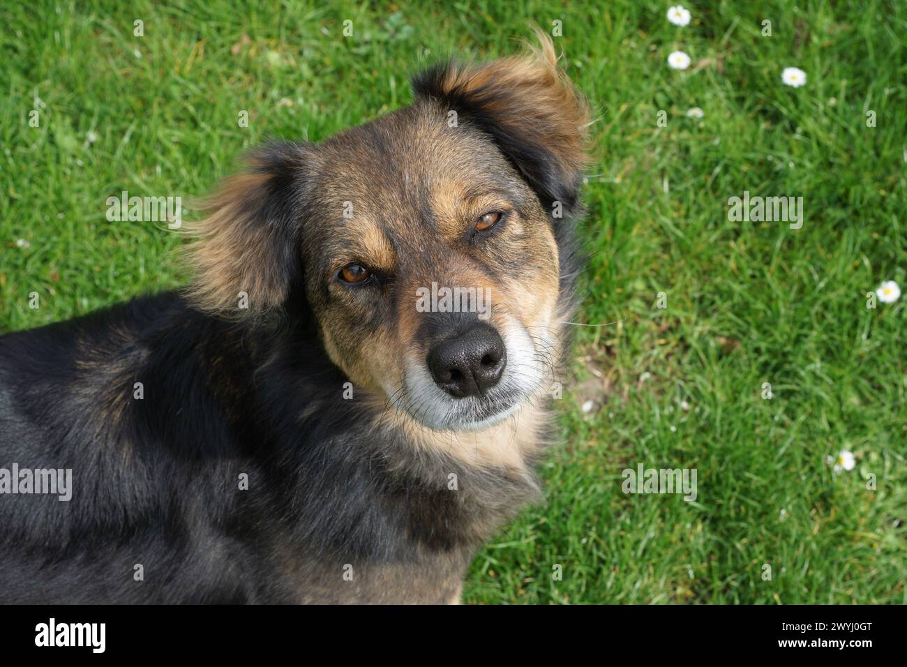 Looks dog camera hi-res stock photography and images - Alamy
