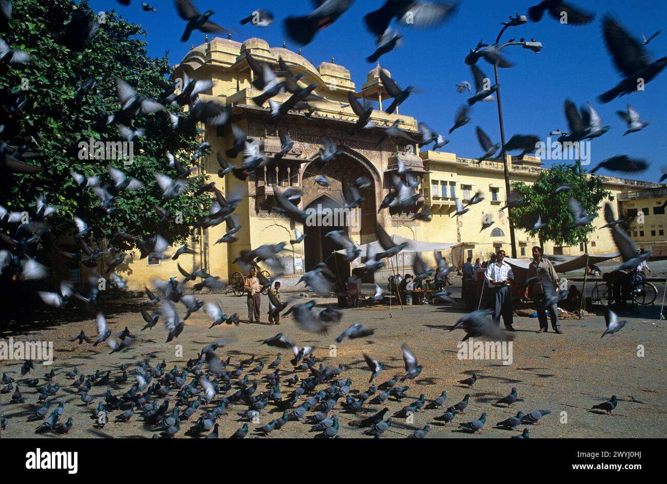 Pigeons eating seed and flying by gate, taken in 1999, Jaipur ...