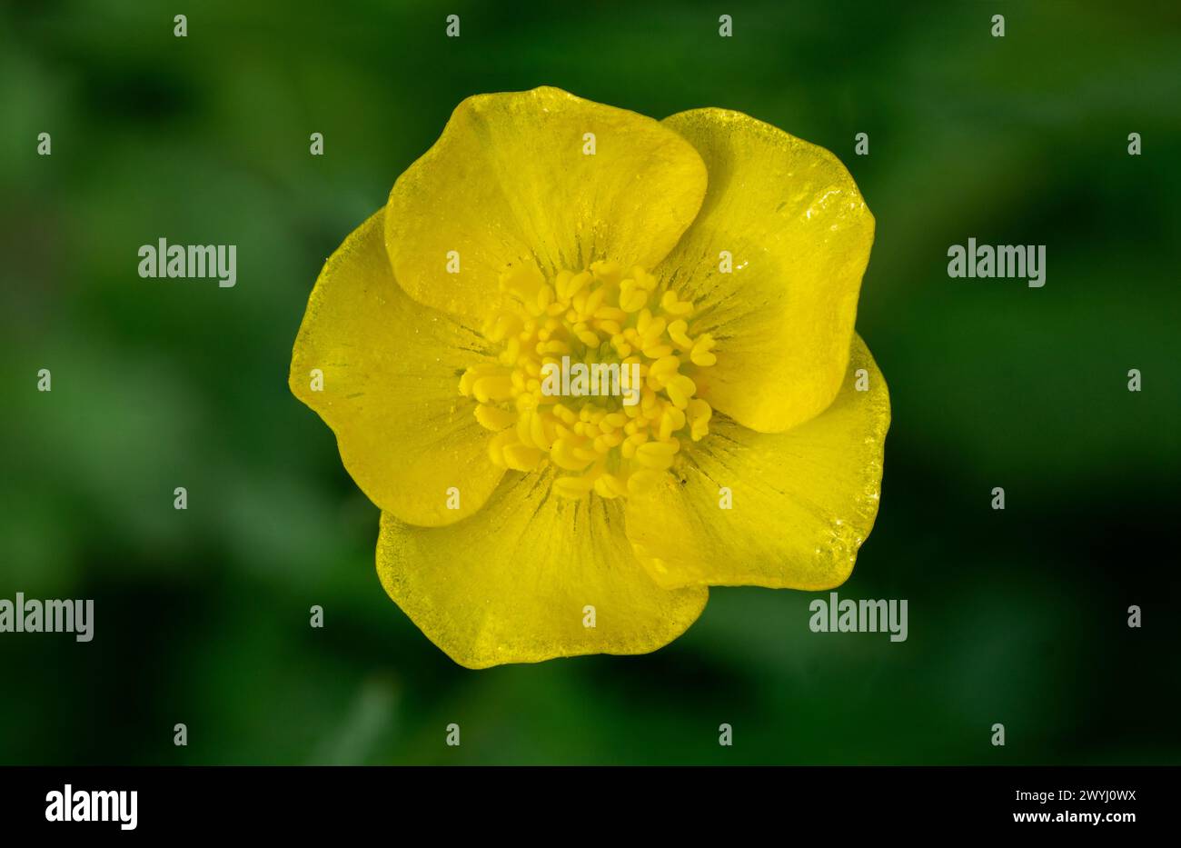 Turnip flower hi-res stock photography and images - Alamy