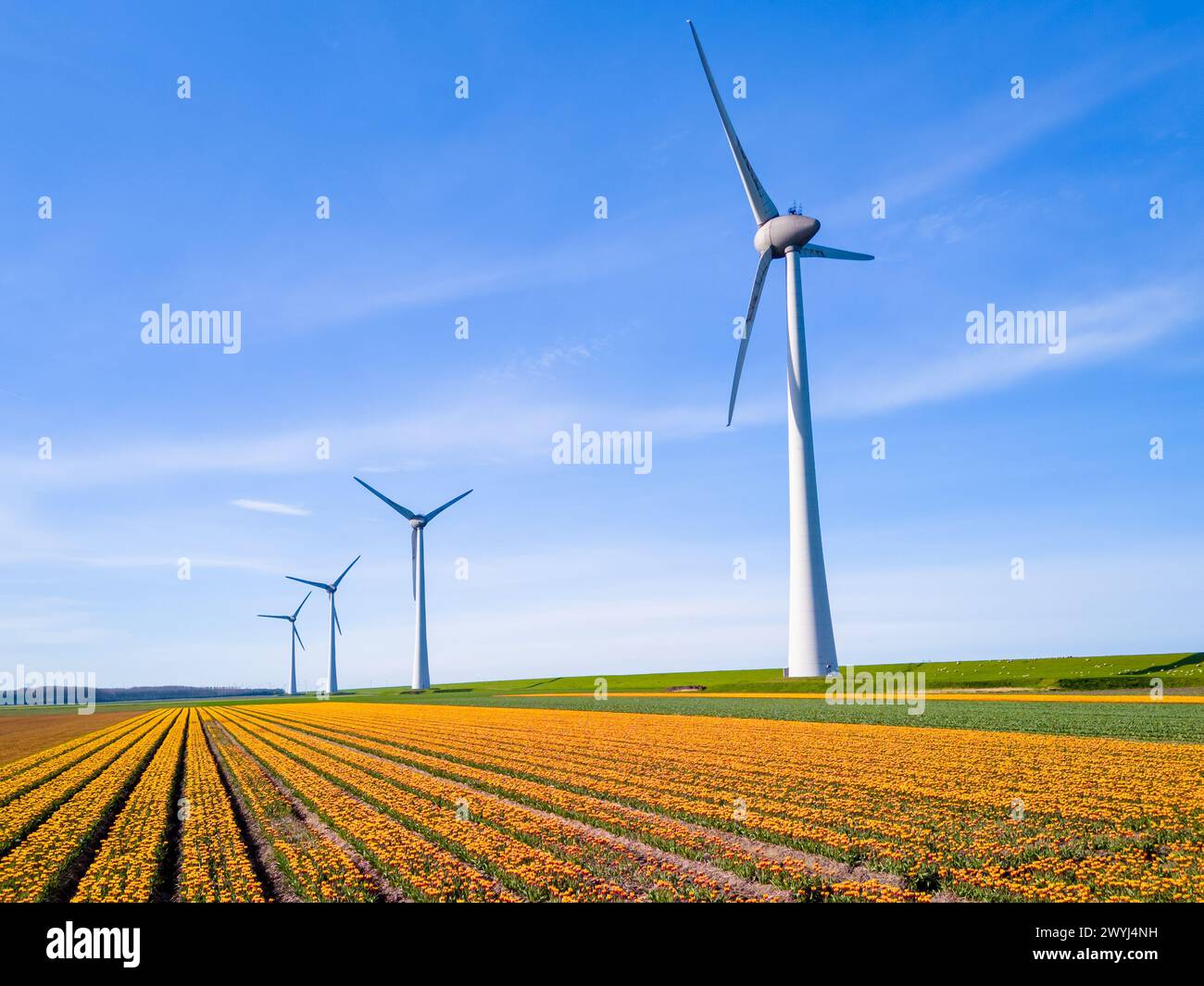 A colorful field of vibrant flowers swaying gently in the wind, with ...