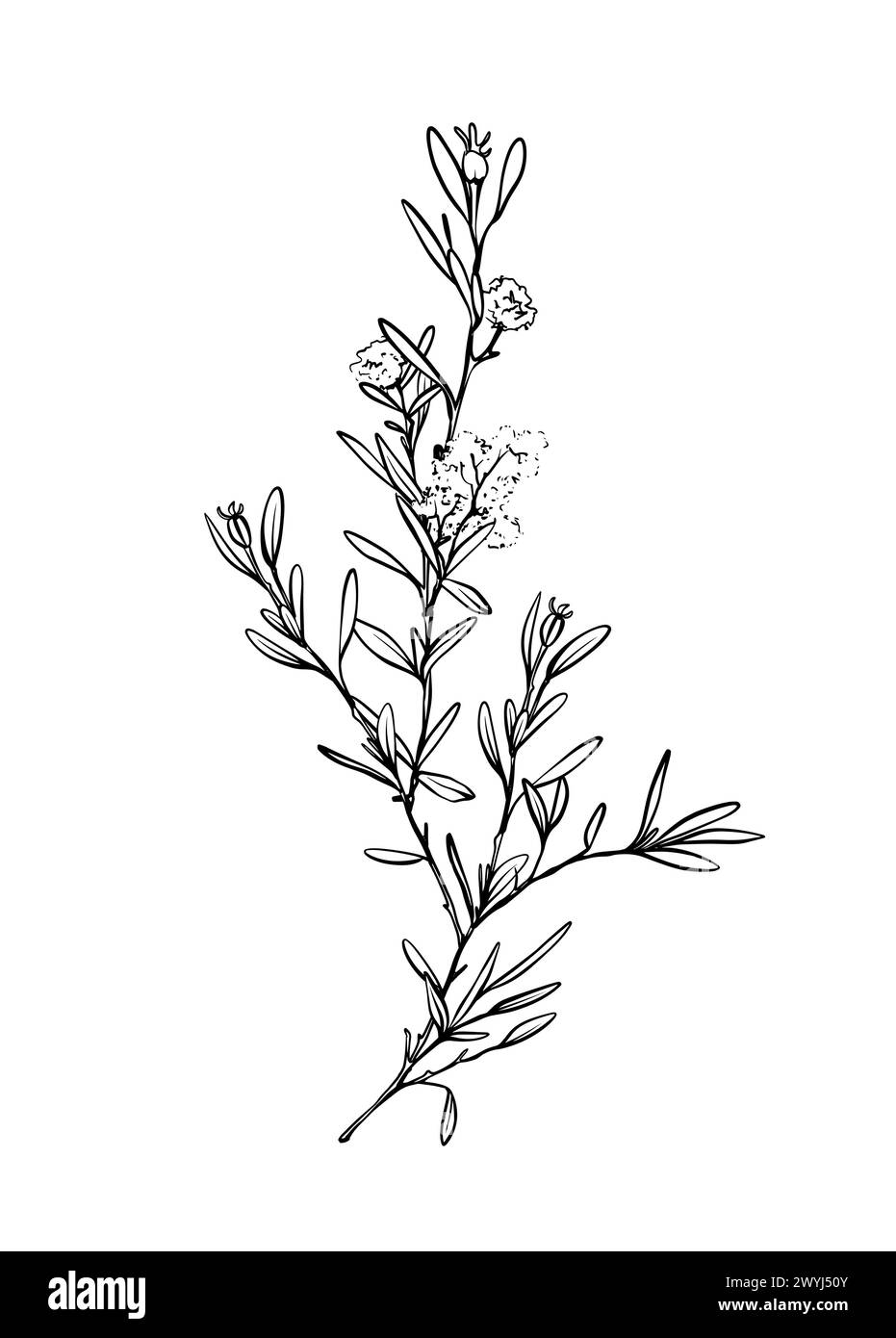 Modern vector drawing of rosemary, plant branch with small leaves ...