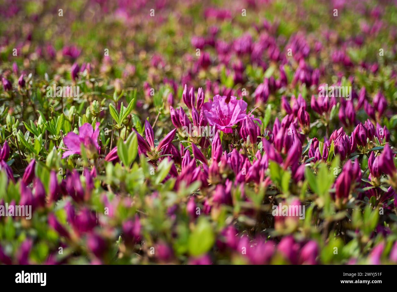 Rhododendron mucronulatum, Korean rhododendron rosebay Azalea shrub ...