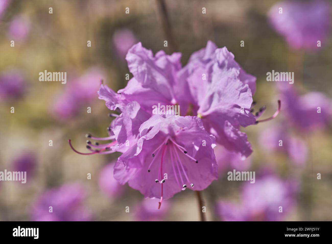 Rhododendron mucronulatum, Korean rhododendron rosebay Azalea shrub ...