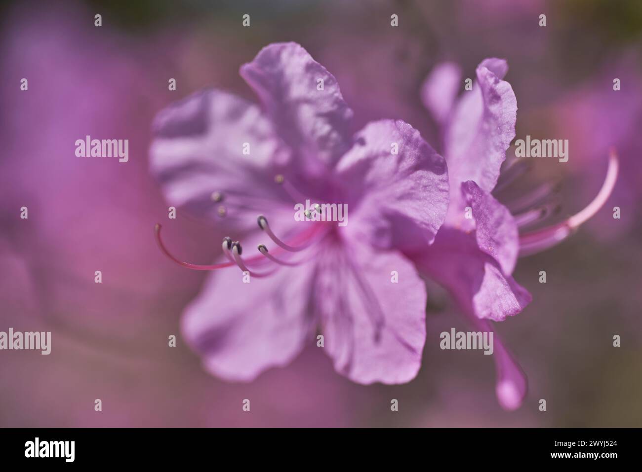 Rhododendron mucronulatum, Korean rhododendron rosebay Azalea shrub ...