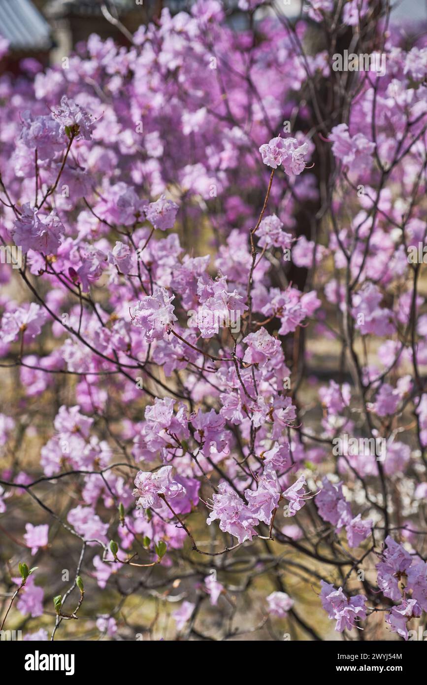 Rhododendron mucronulatum, Korean rhododendron rosebay Azalea shrub ...