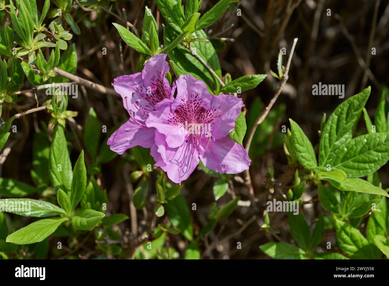 Rhododendron mucronulatum, Korean rhododendron rosebay Azalea shrub ...