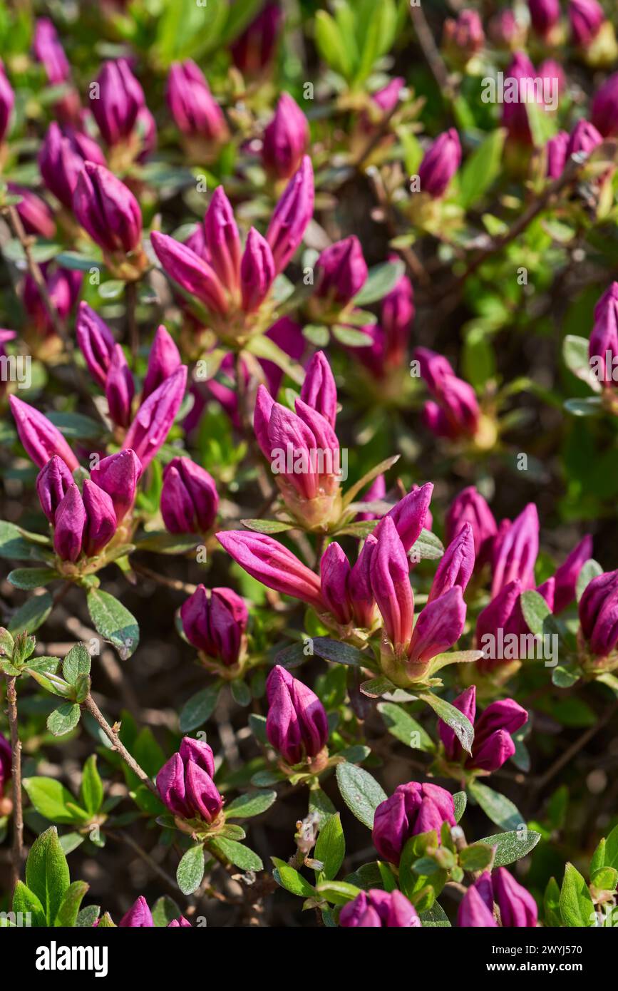 Rhododendron mucronulatum, Korean rhododendron rosebay Azalea shrub ...