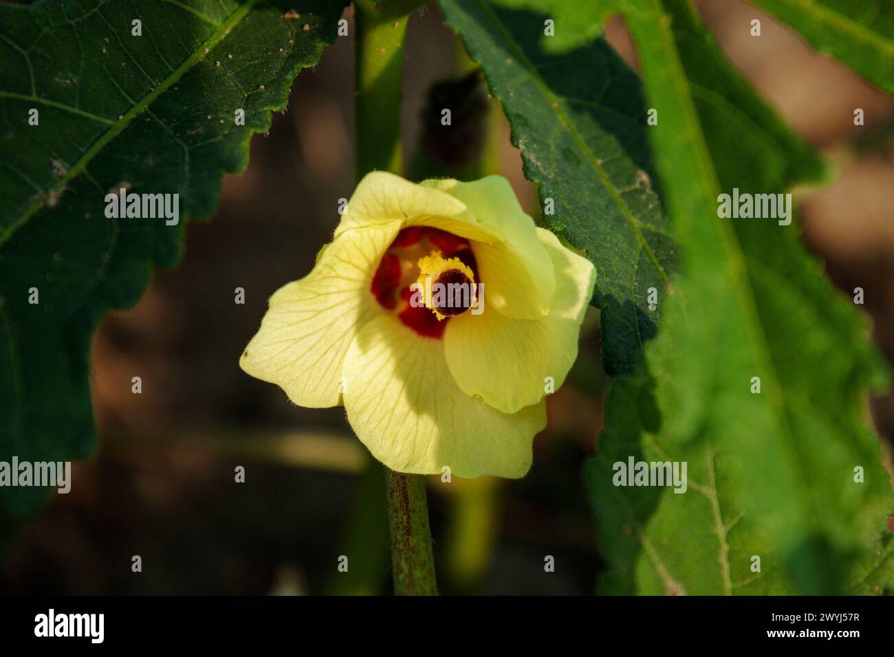 Flowers are reproductive structures of plants that are responsible for ...