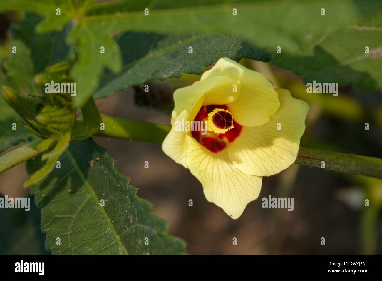 Flowers are reproductive structures of plants that are responsible for ...