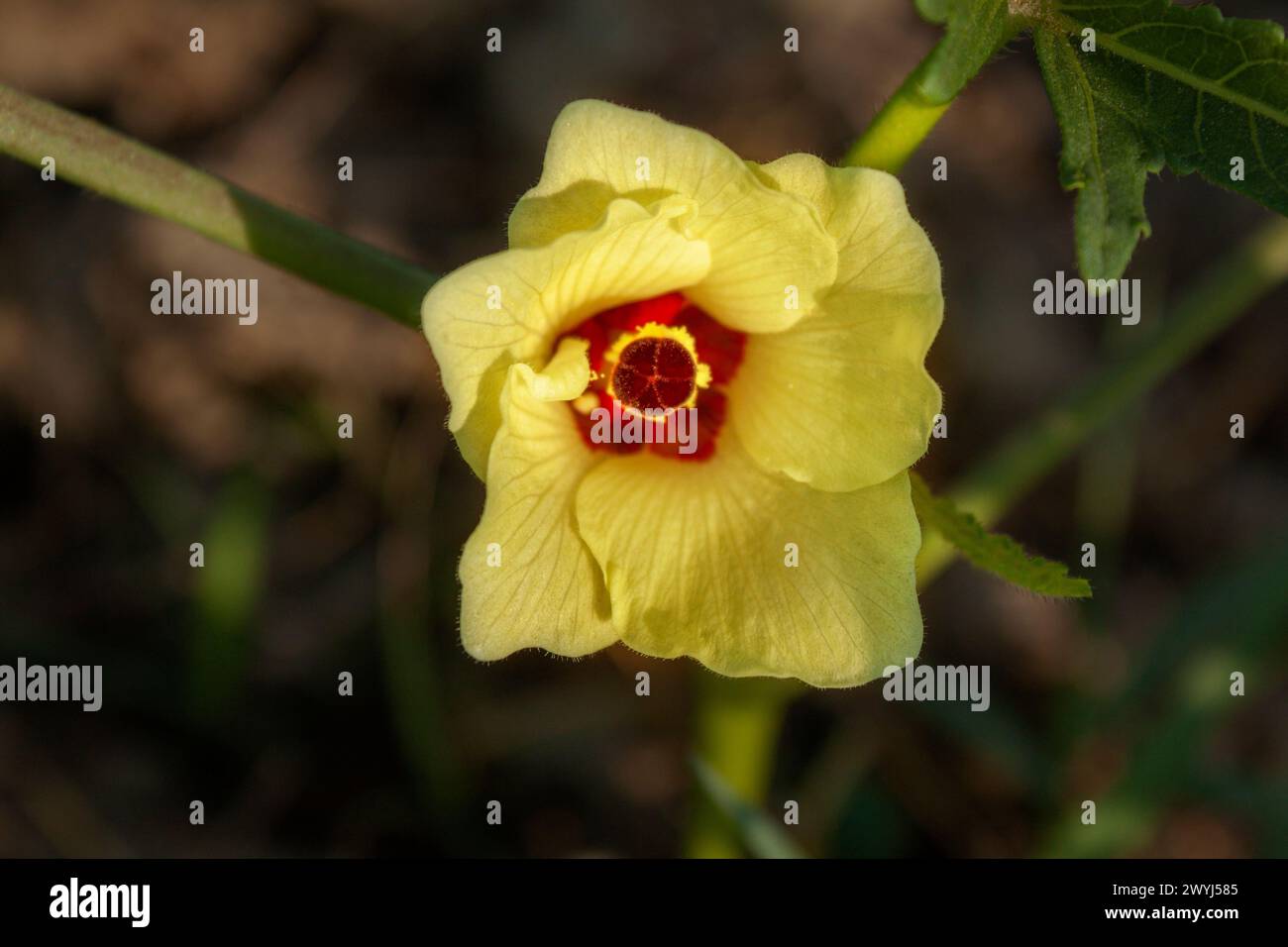 Flowers are reproductive structures of plants that are responsible for ...