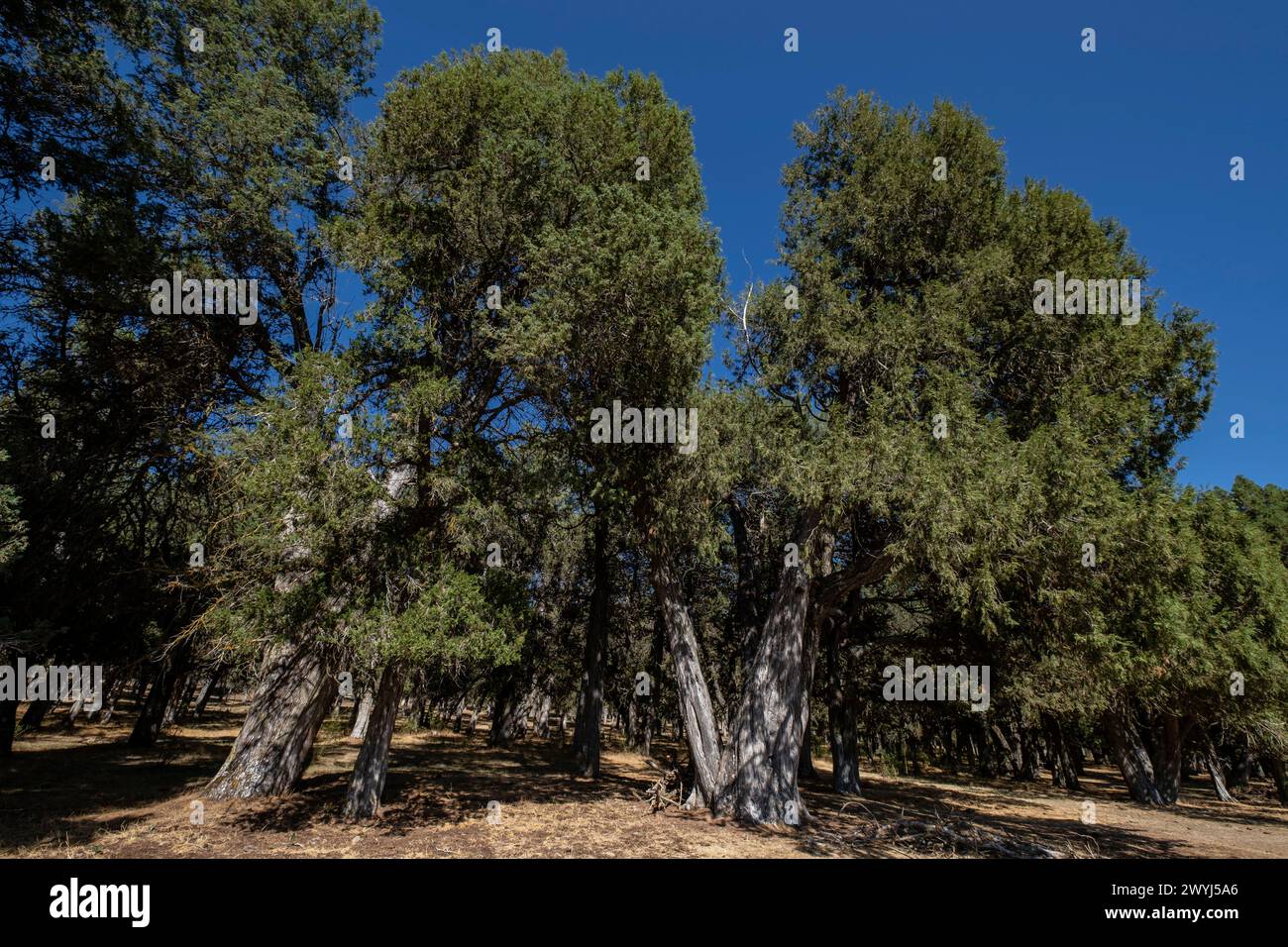 five-leaf juniper (Juniperus thurifera), listed monumental tree ...
