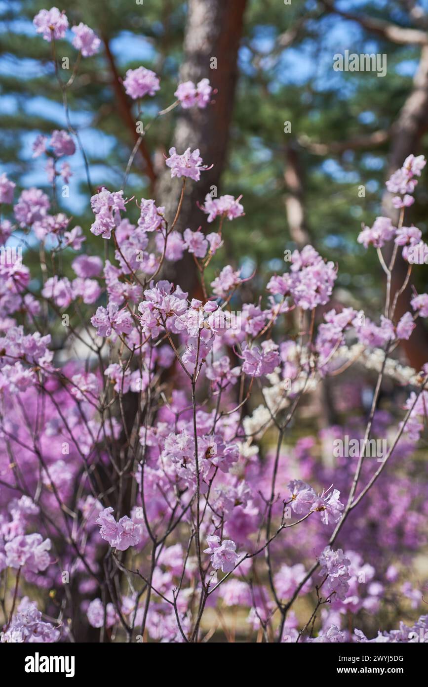 Rhododendron mucronulatum, Korean rhododendron rosebay Azalea shrub ...