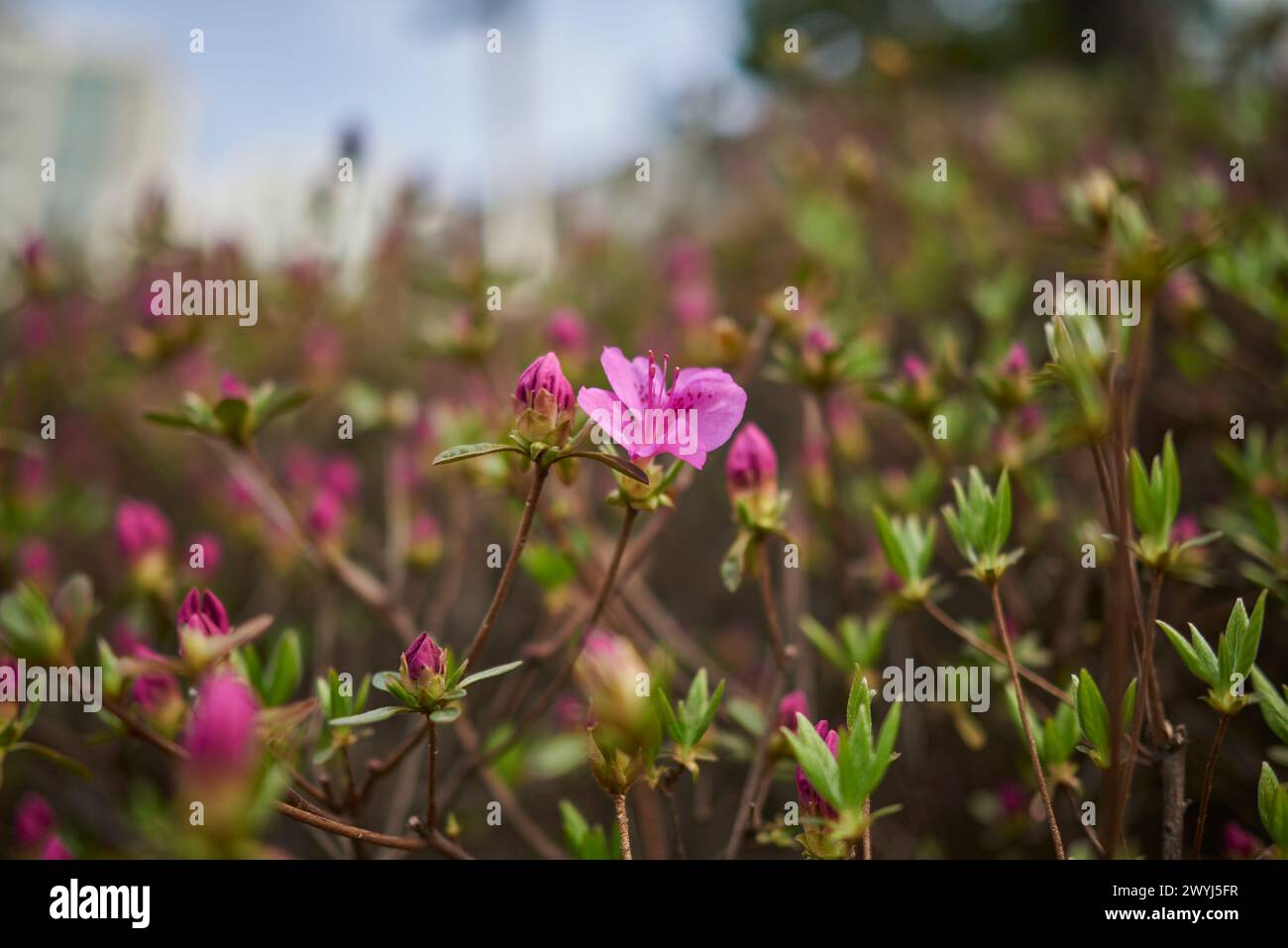 Rhododendron mucronulatum, Korean rhododendron rosebay Azalea shrub ...