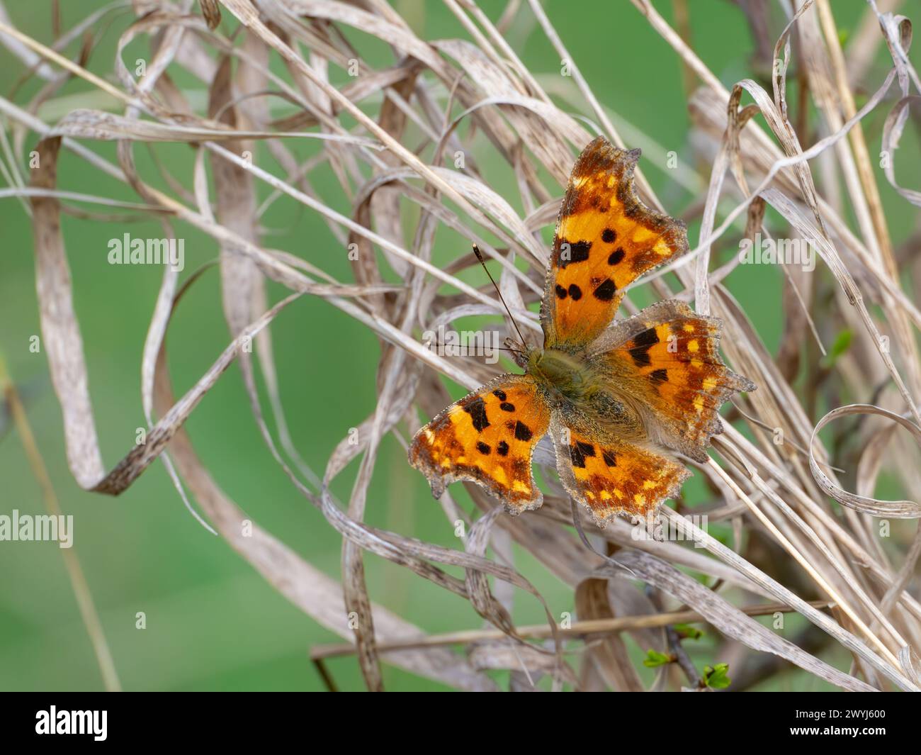 Klessin, Germany. 05th Apr, 2024. A C-moth (Polygonia c-album, syn ...
