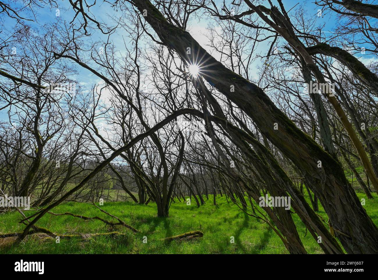 05 April 2024, Brandenburg, Klessin: Trees of the common robinia ...