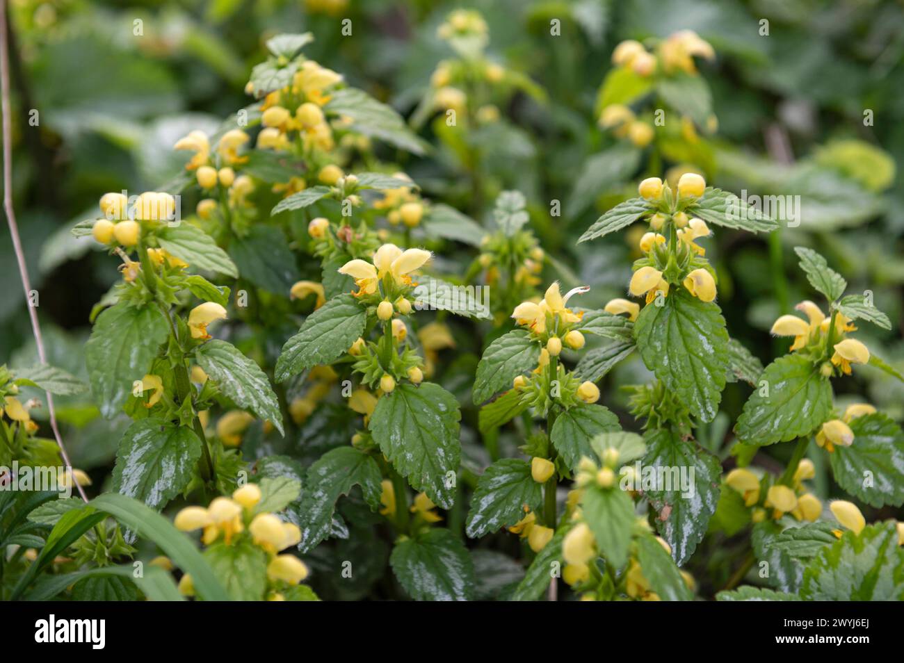 Amsterdam The Netherlands 6th April 2024 Flowering Lamium galeobdolon ...