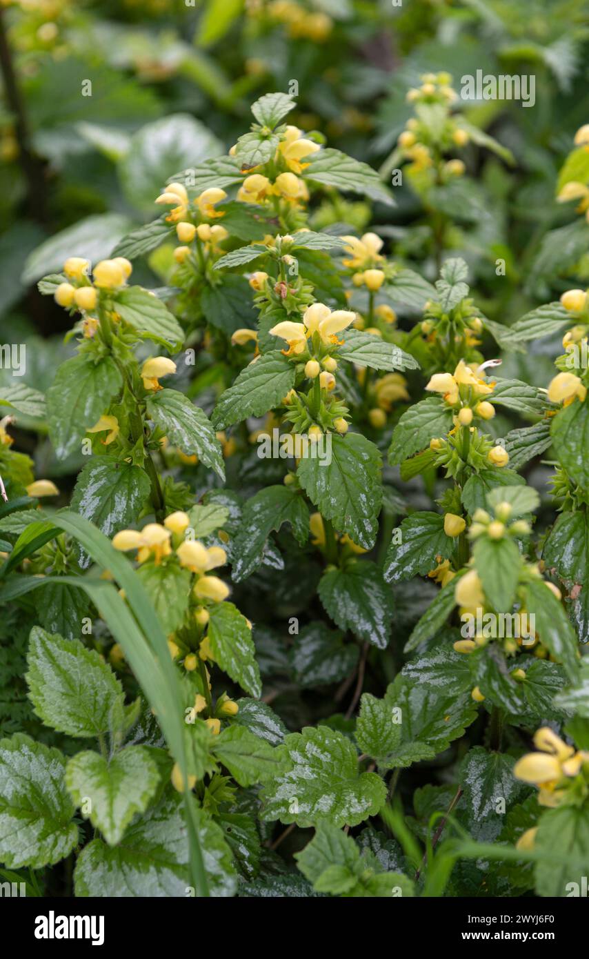 Amsterdam The Netherlands 6th April 2024 Flowering Lamium galeobdolon ...