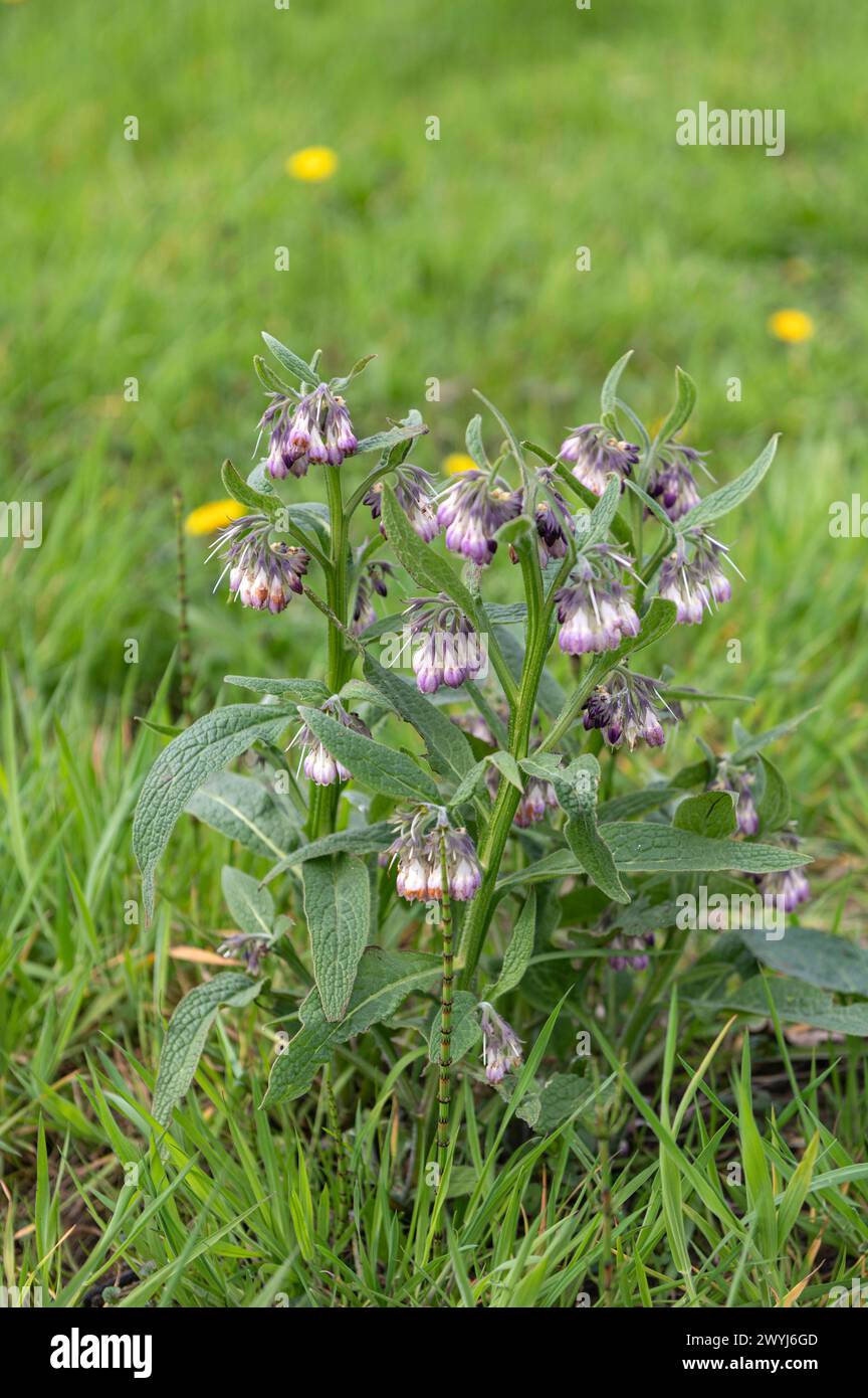 Amsterdam The Netherlands 6th April 2024 Symphytum officinale, comfrey ...