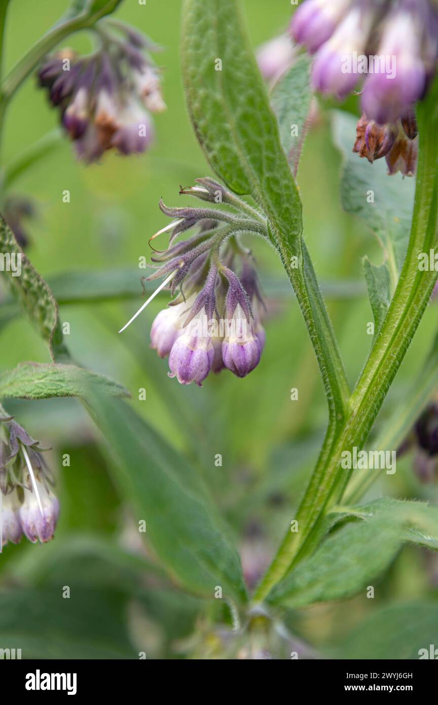 Amsterdam The Netherlands 6th April 2024 Symphytum officinale, comfrey ...