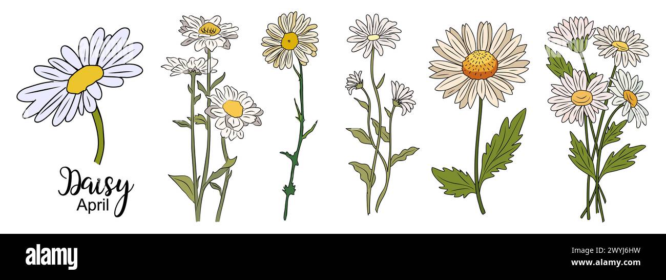 Daisy, April Birth month flower vector isolated Stock Vector Image ...