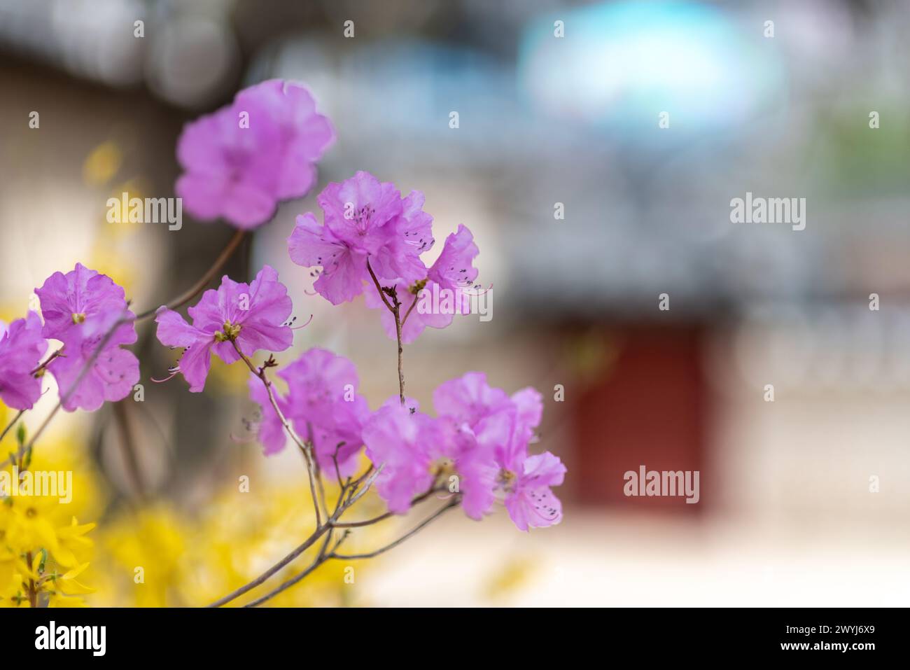 Rhododendron mucronulatum, Korean rhododendron rosebay Azalea shrub ...