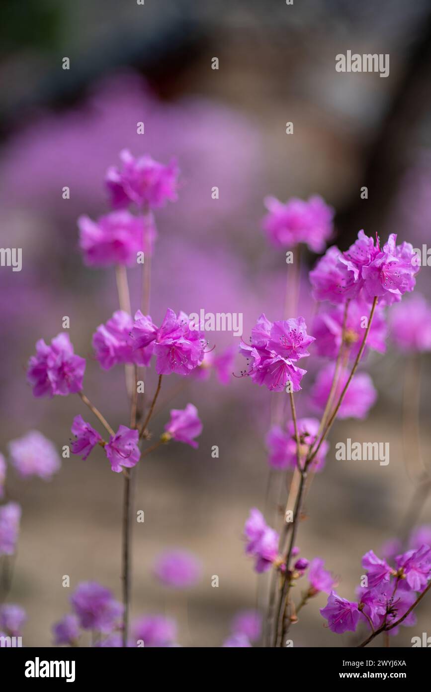 Rhododendron mucronulatum, Korean rhododendron rosebay Azalea shrub ...