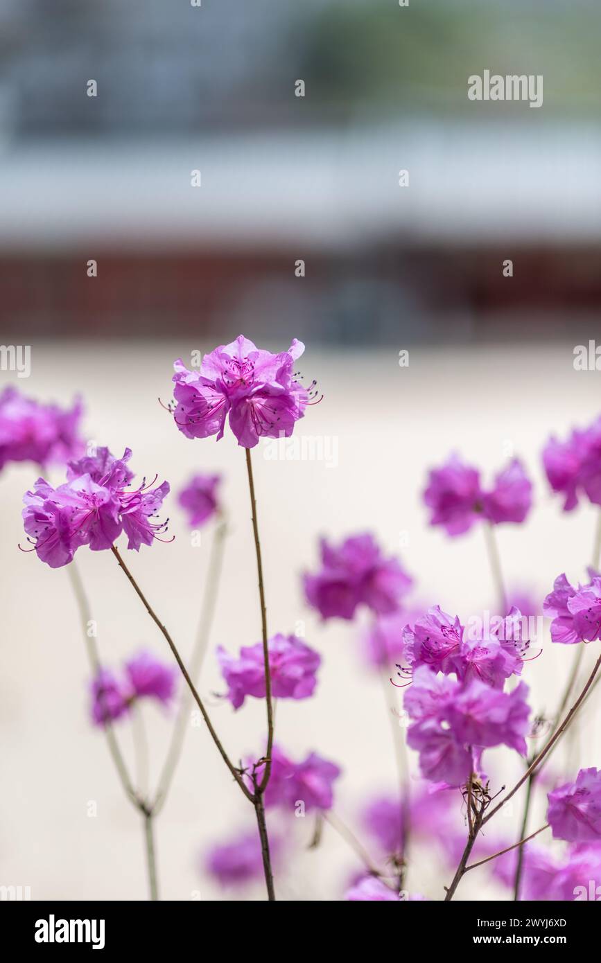 Rhododendron mucronulatum, Korean rhododendron rosebay Azalea shrub ...
